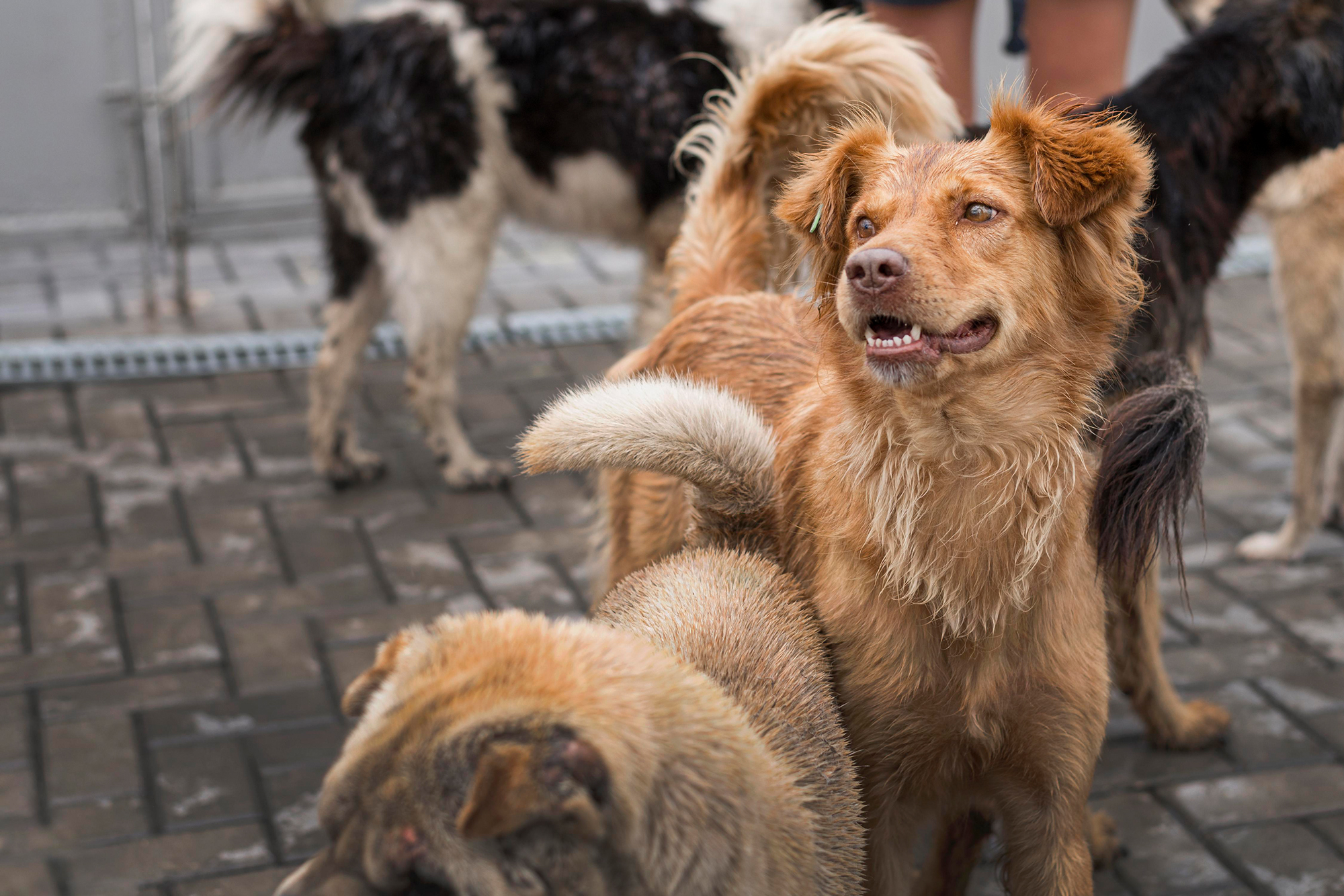 Rabies Prevention: Simple Steps to Protect Yourself and Your Family ...